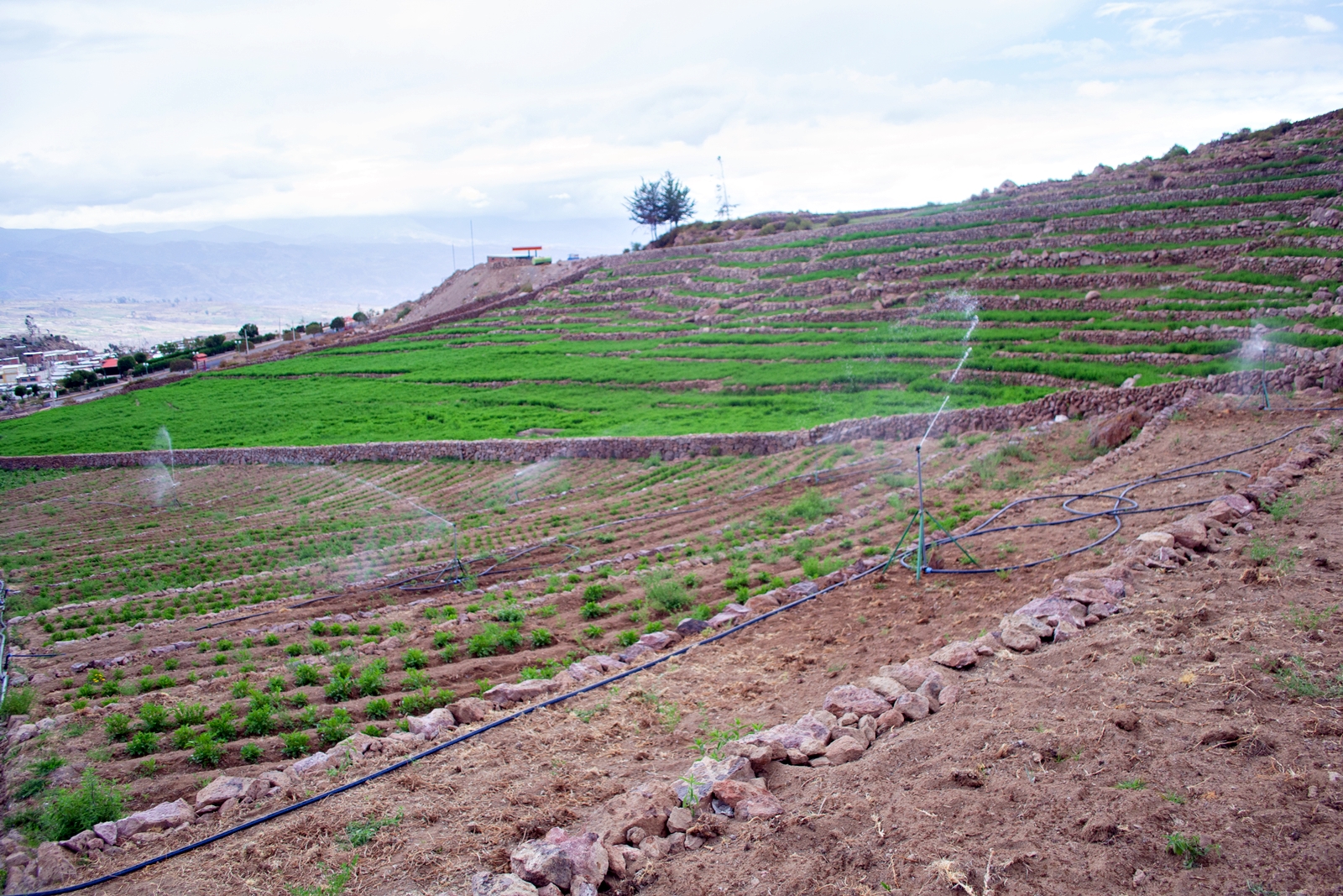Southern Perú culmina rehabilitación de 520 hectáreas de andenes en ...